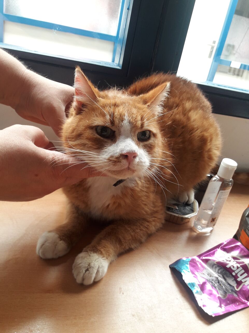 Van wie zijn de volgende katten? Mogelijk lang vermiste katten weer ...